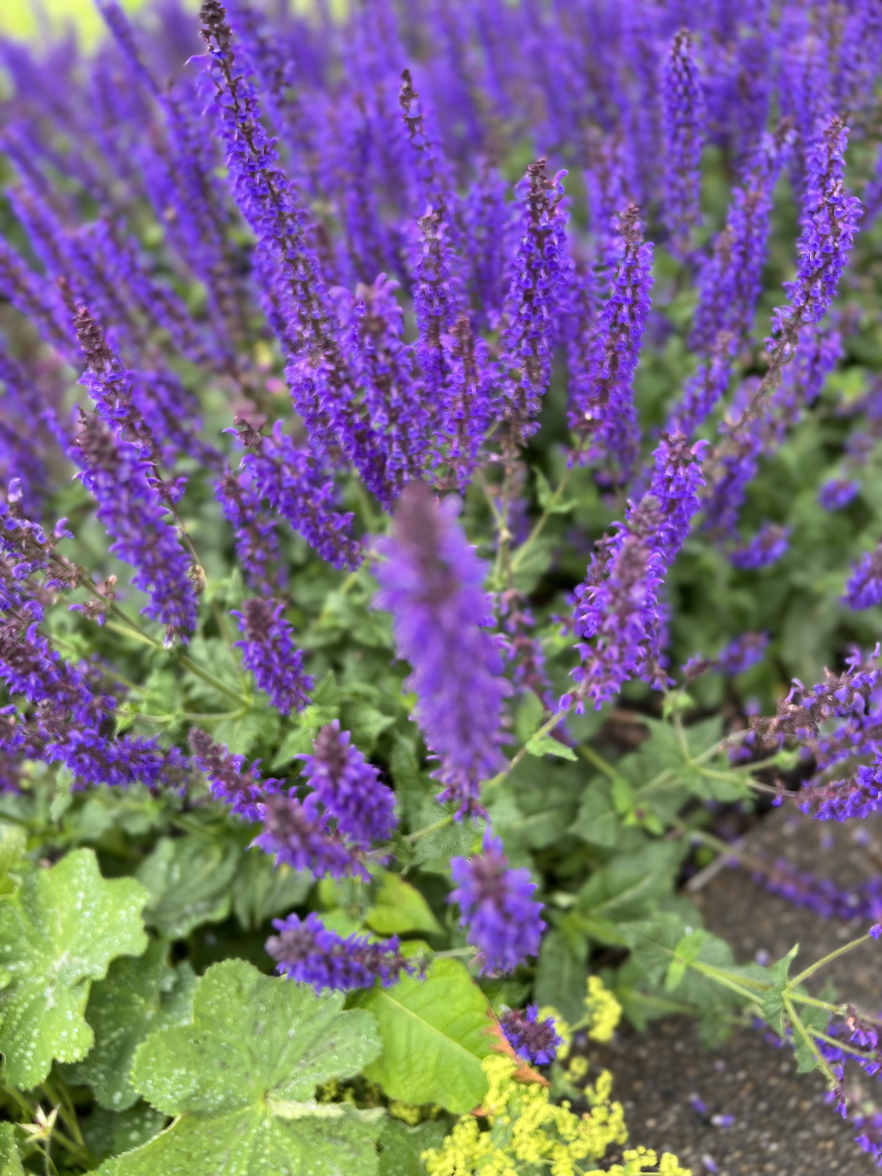 HEATHER ALE and heather everywhere - Marina Berkovich